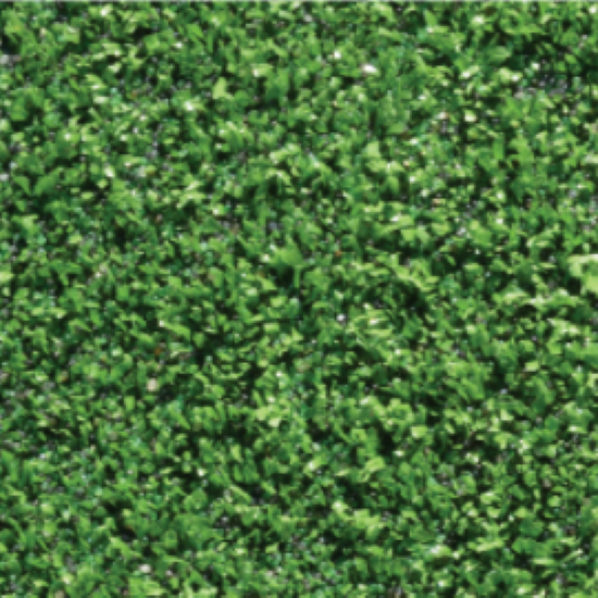 Golden Bear Turf | Southwest Greens